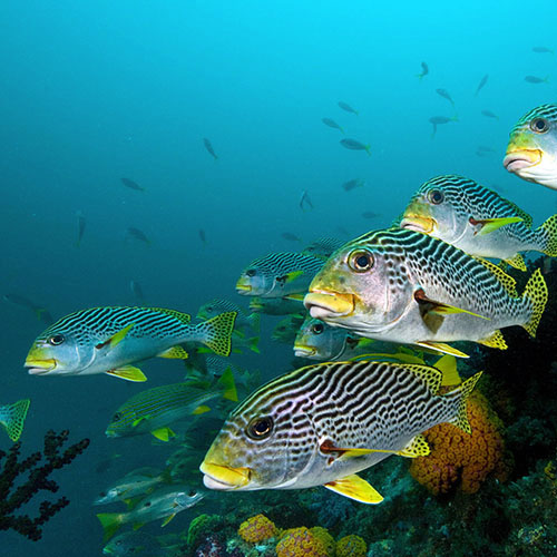 stock photos, editorial and creative images | imago images photo collection